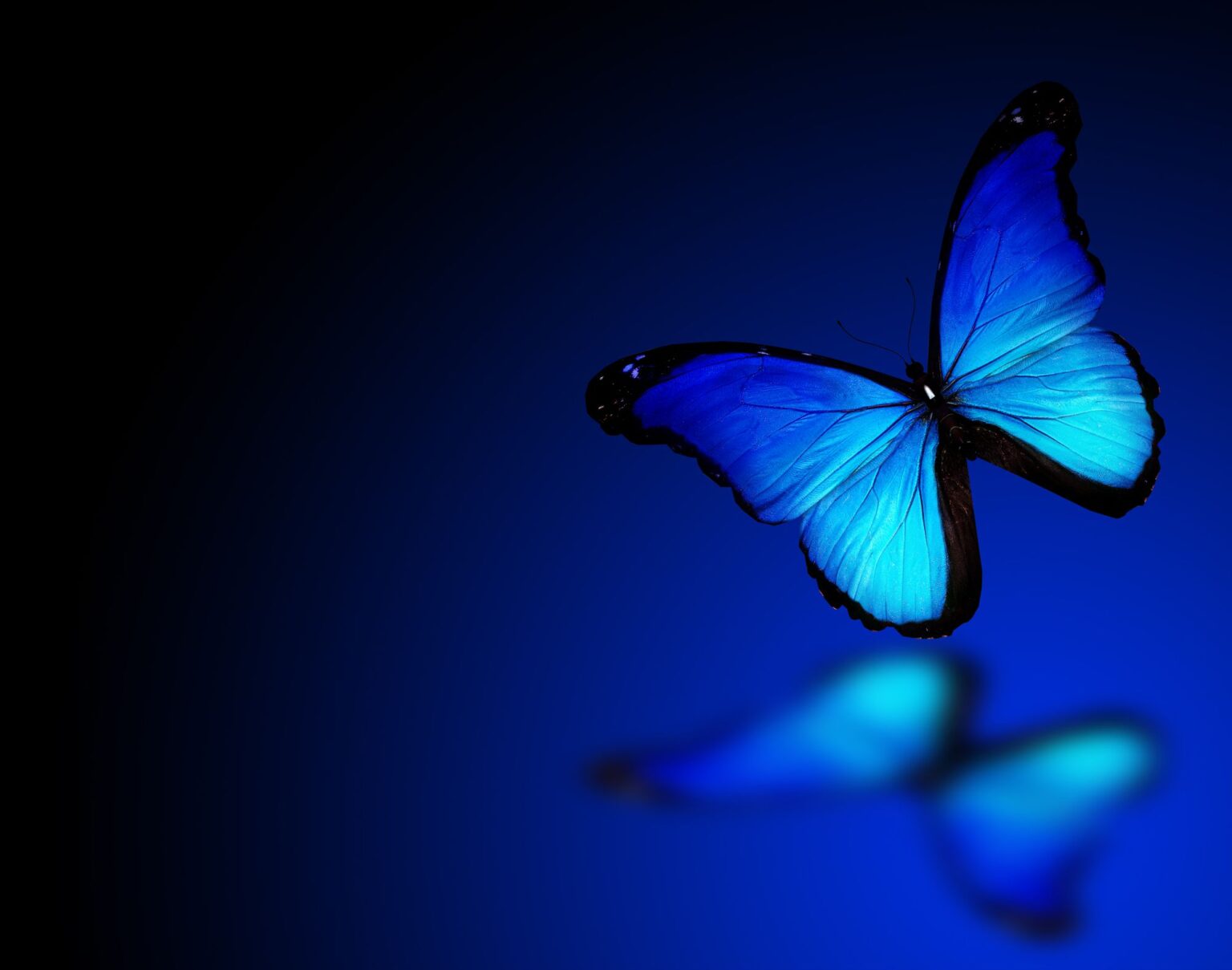 The Blue Butterfly - The Now Word